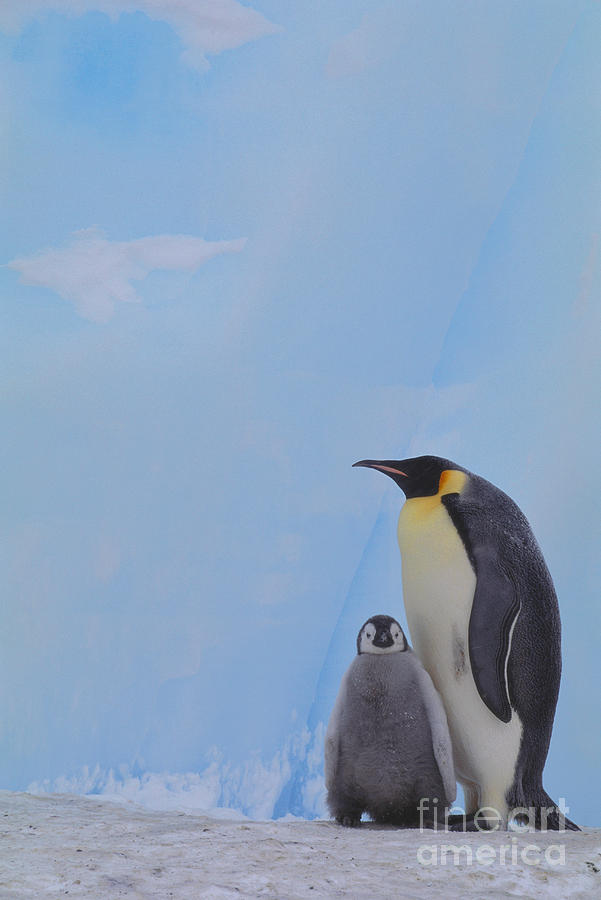 Emperor Pengiun Photograph by Art Wolfe - Fine Art America