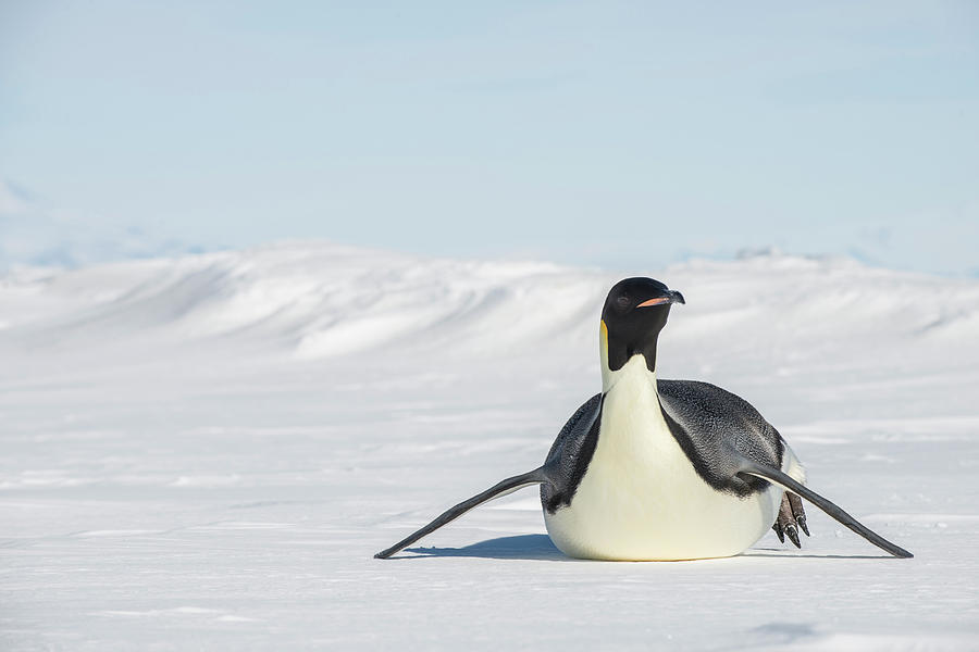 Emperor Penguin Slides On Belly Photograph by Alasdair Turner - Pixels