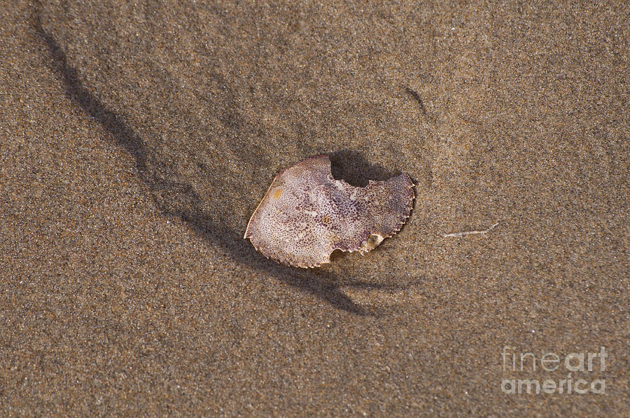 Empty Crab Shell Photograph by Mandy Judson - Pixels