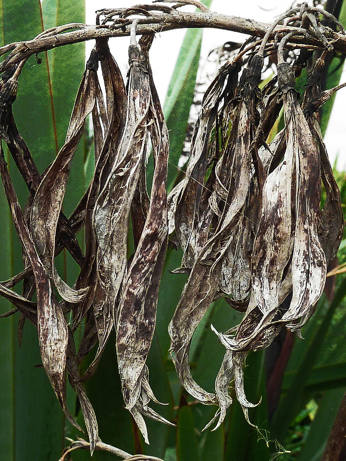 Empty Shells Photograph by Steve Taylor - Fine Art America