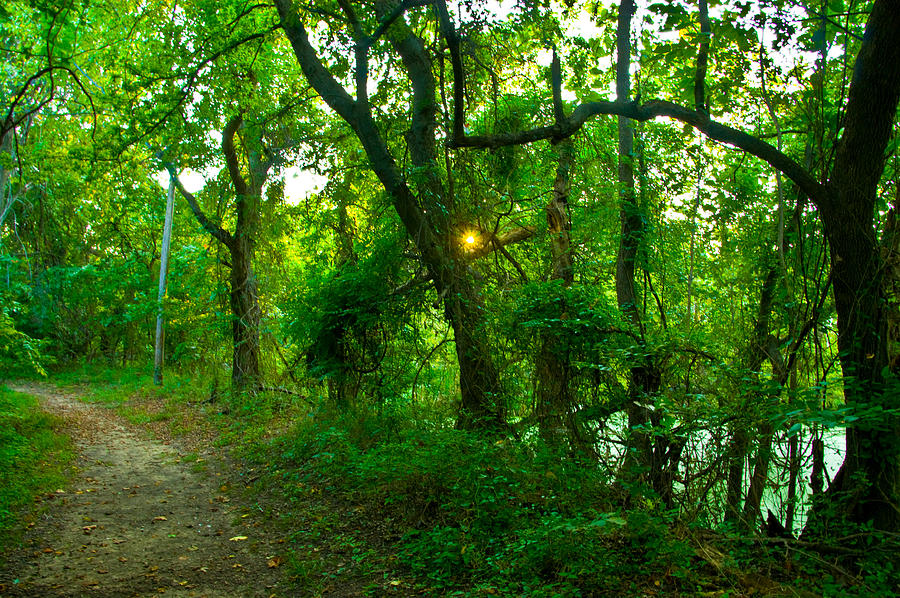 Enchanted Green Path Photograph by Vernis Maxwell - Pixels