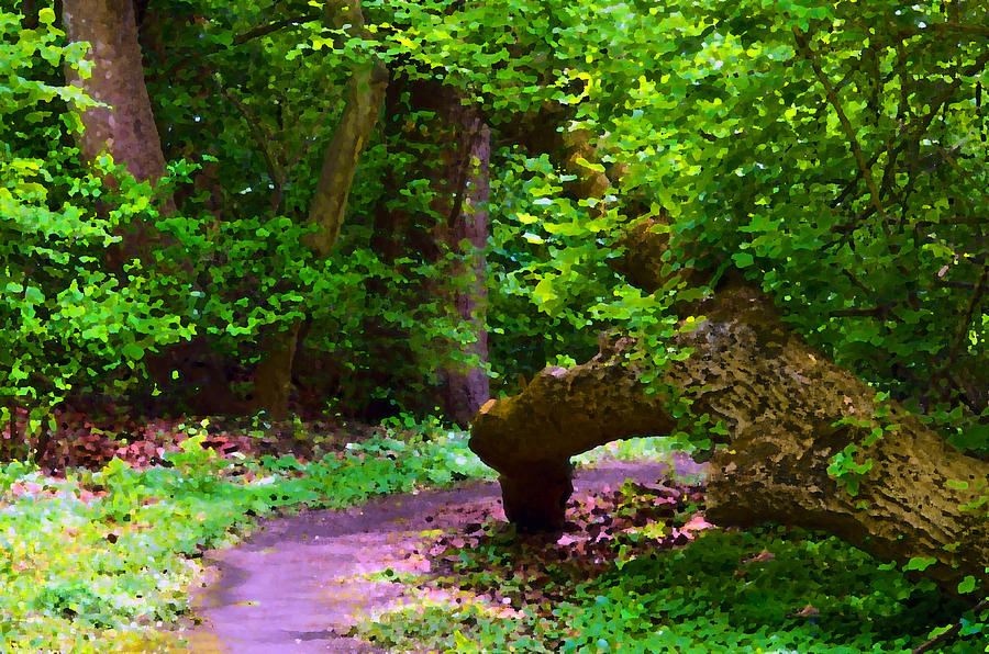 Enchanted Path Photograph by Ken Serfass - Fine Art America