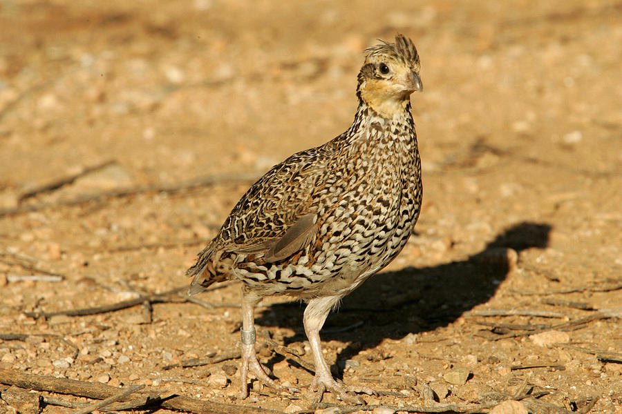 Endangered Masked Bobwhite Photograph by USFWS/Science Source