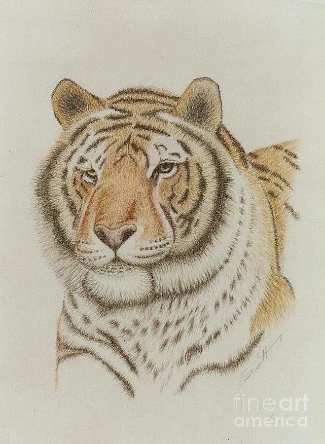 Endangered Drawing by Ronald Scott - Pixels