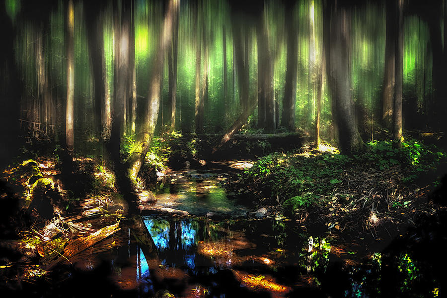 Endless Forest Photograph by Gary Smith - Fine Art America