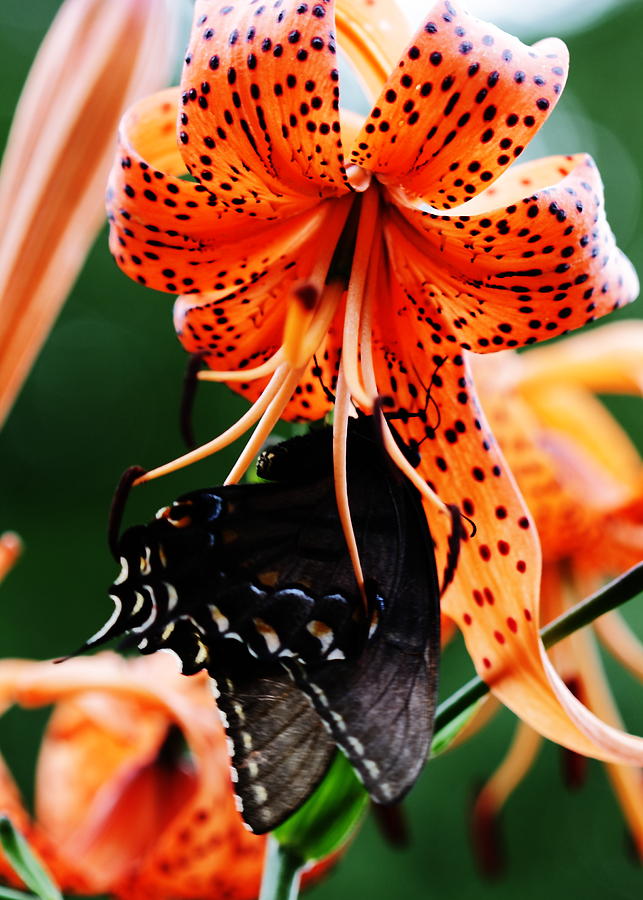 Engulfed Photograph by Peter Feo - Fine Art America