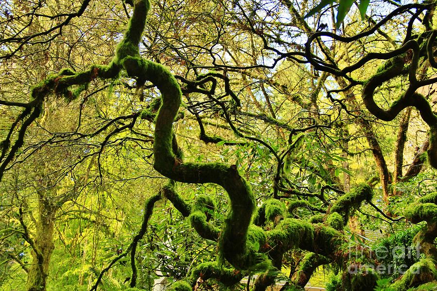 Entangled Photograph by Terry Matysak - Fine Art America