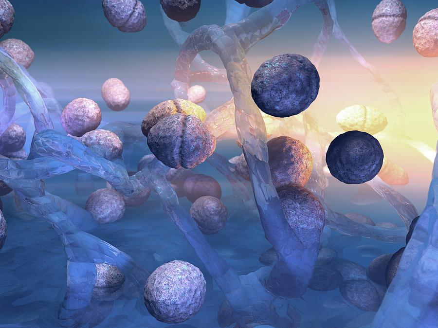 Enterococcus Bacteria Photograph by Hipersynteza - Pixels