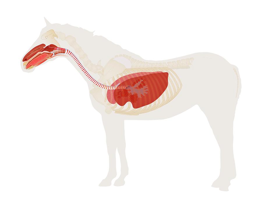 Equine Respiratory System by Science Photo Library