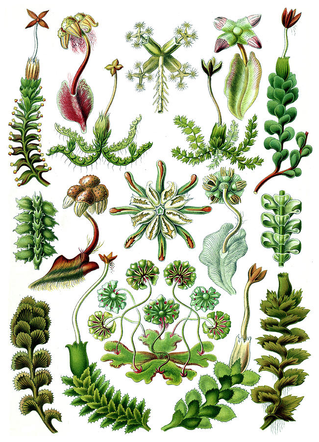 Ernst Haeckel, Marchantiophyta Photograph by Science Source - Fine Art ...