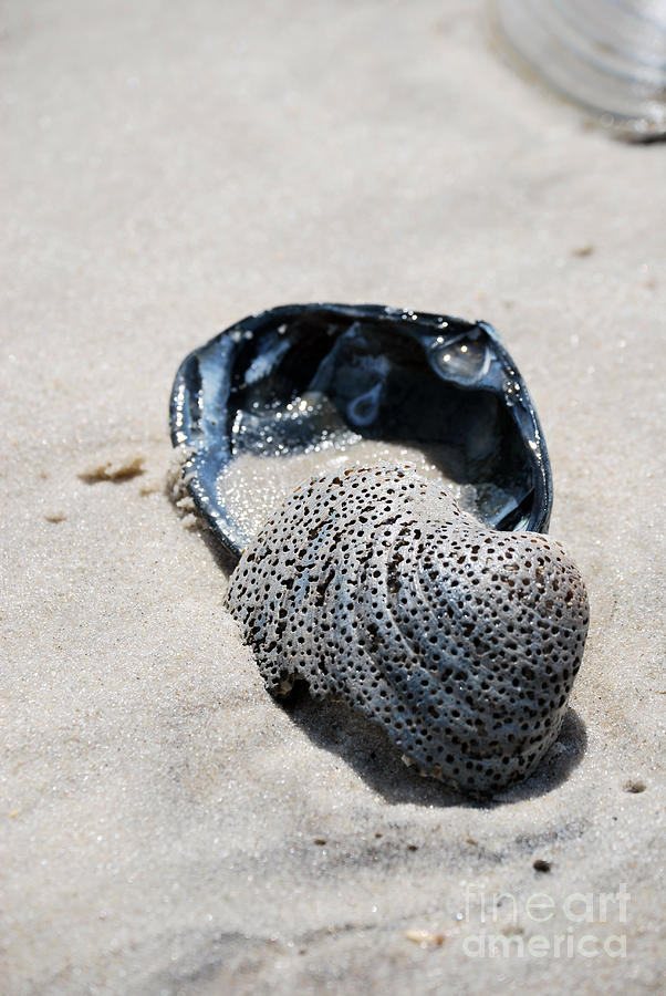 Eroded Clam Shell Photograph by Michael Romano - Fine Art America