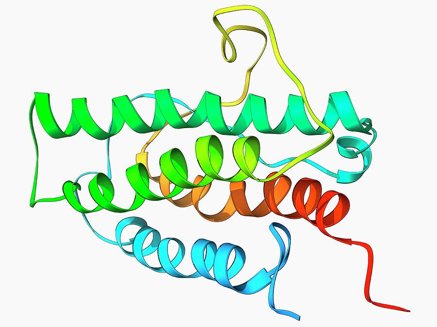 Erythropoietin Hormone Molecule Photograph by Laguna Design/science ... Erythropoietin Hormone Molecule Photograph by Laguna Design/science ...