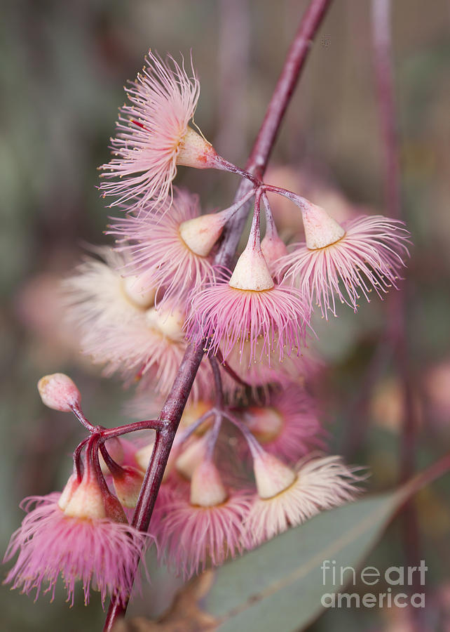Eucalyptus Bloom Photograph by B Christopher - Pixels
