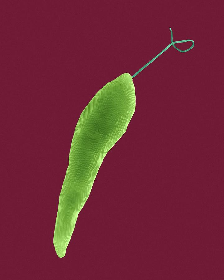 Euglena Photograph by Science Photo Library - Pixels
