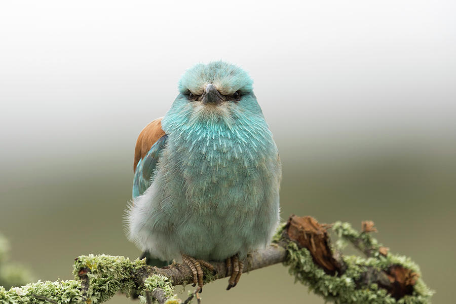 European Roller Photograph by Dr P. Marazzi/science Photo Library - Pixels