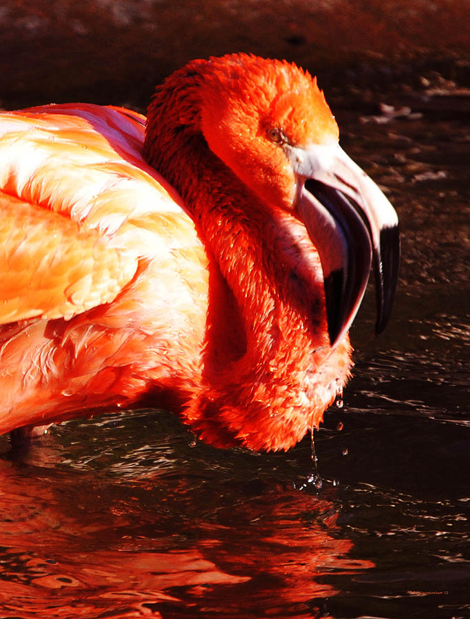 Evening Bath Photograph by DiDi Higginbotham - Fine Art America