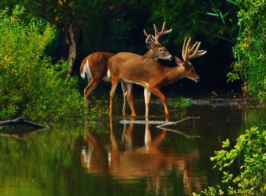 Evening Dip Photograph by Greg Kear - Fine Art America