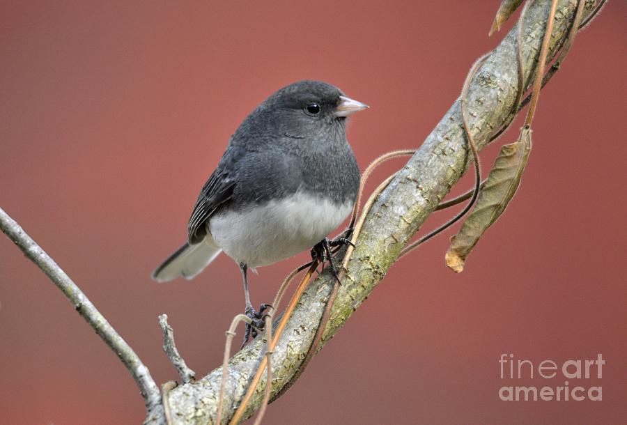 Evening Junco Photograph by Charles Trinkle - Fine Art America