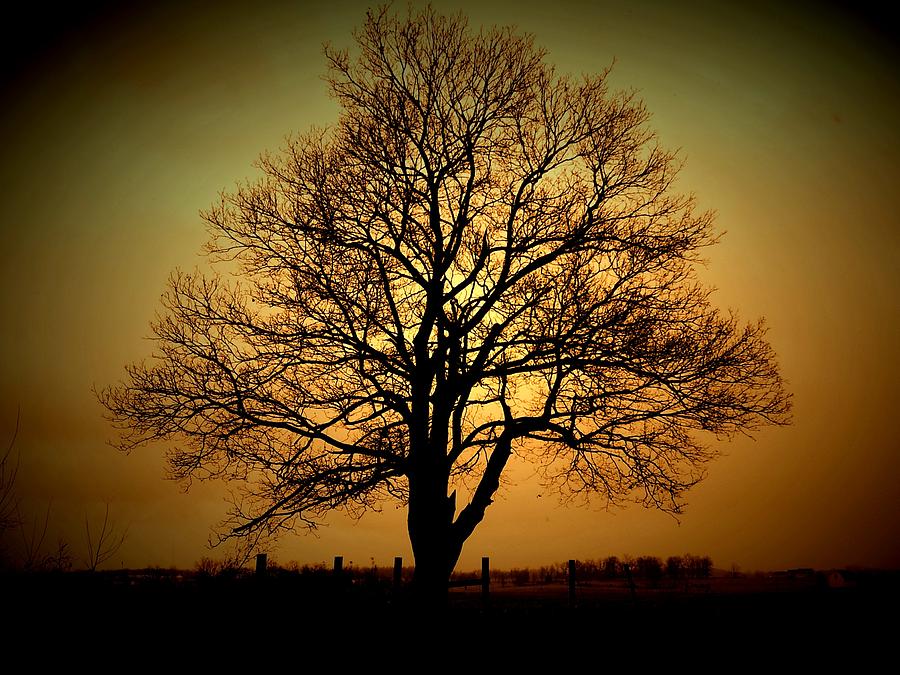 Evening Tree Photograph by Michael L Kimble - Fine Art America