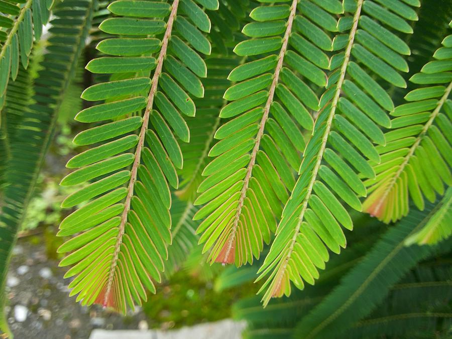 Evergreen Photograph by Smrita Pradhan - Fine Art America