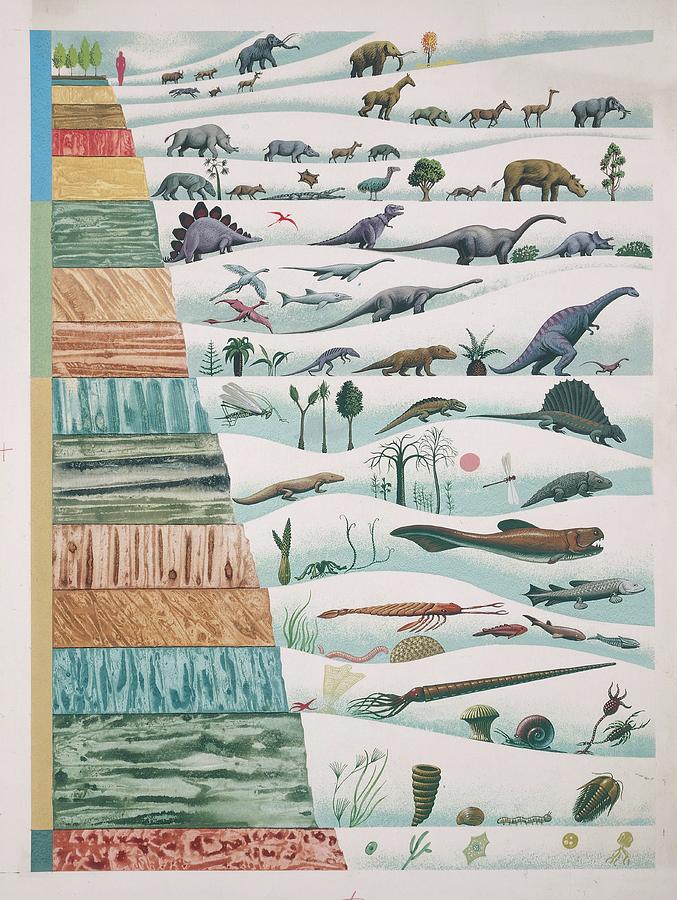 Evolution Photograph by Science Photo Library - Pixels Merch