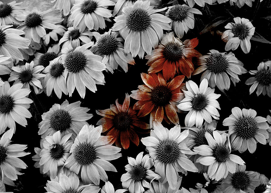 Existential Primer Photograph by Ian MacQueen - Fine Art America