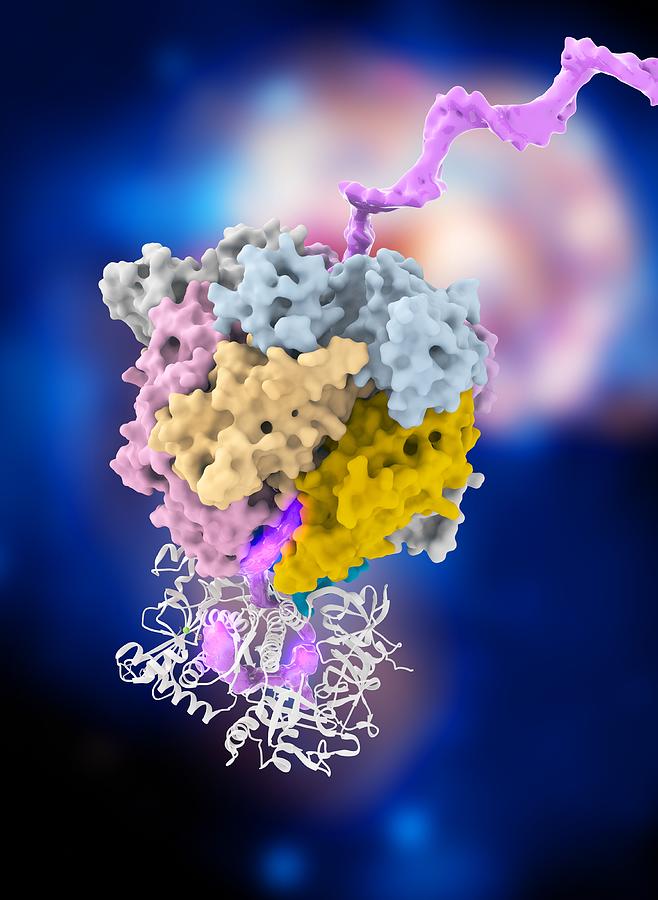 Exosome complex, molecular model Photograph by Science Photo Library ...