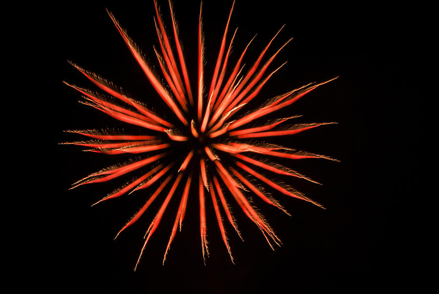 Exploding Flower Photograph by Michael Trofimov - Fine Art America