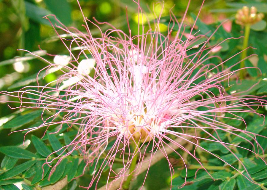 Exploding Flower Photograph by Van Ness - Fine Art America