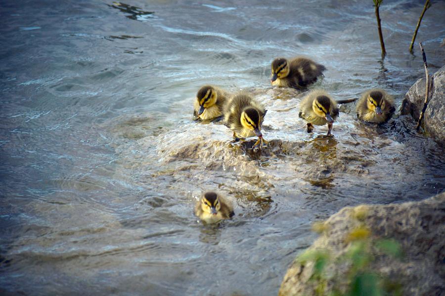 Exploring Ducklings Two Photograph by J R Sanders | Fine Art America
