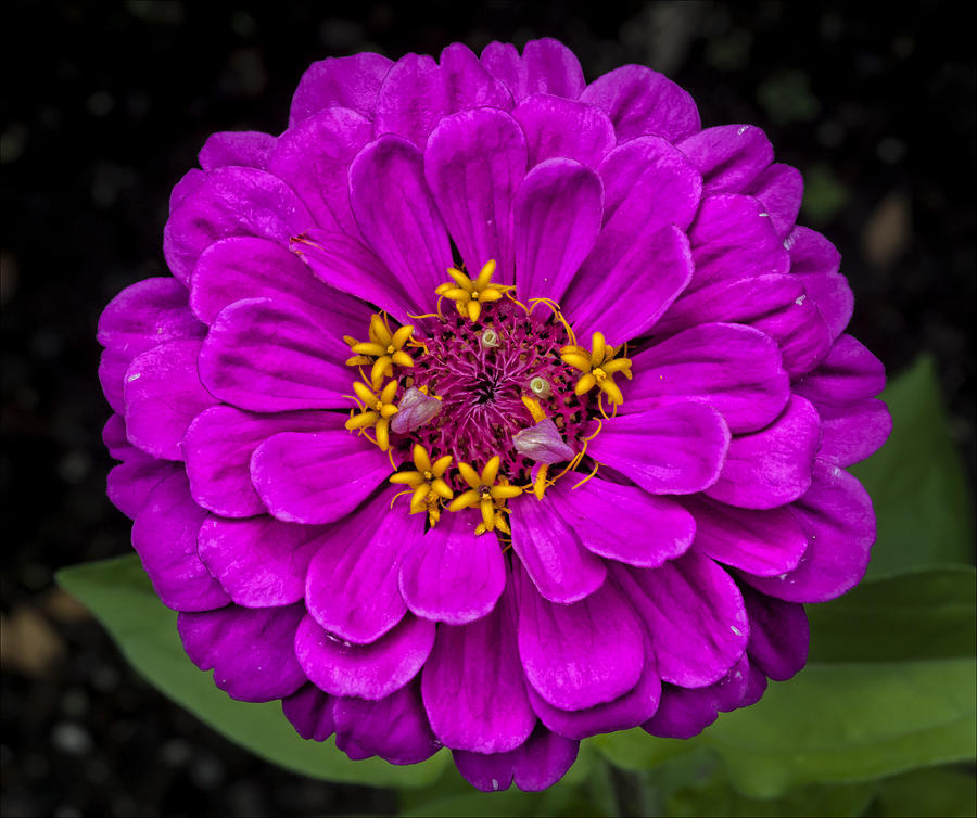 Extremely Purple Photograph by Robert Ullmann - Fine Art America