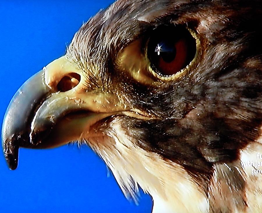 Eyeing It Photograph By Susan Ince Fine Art America