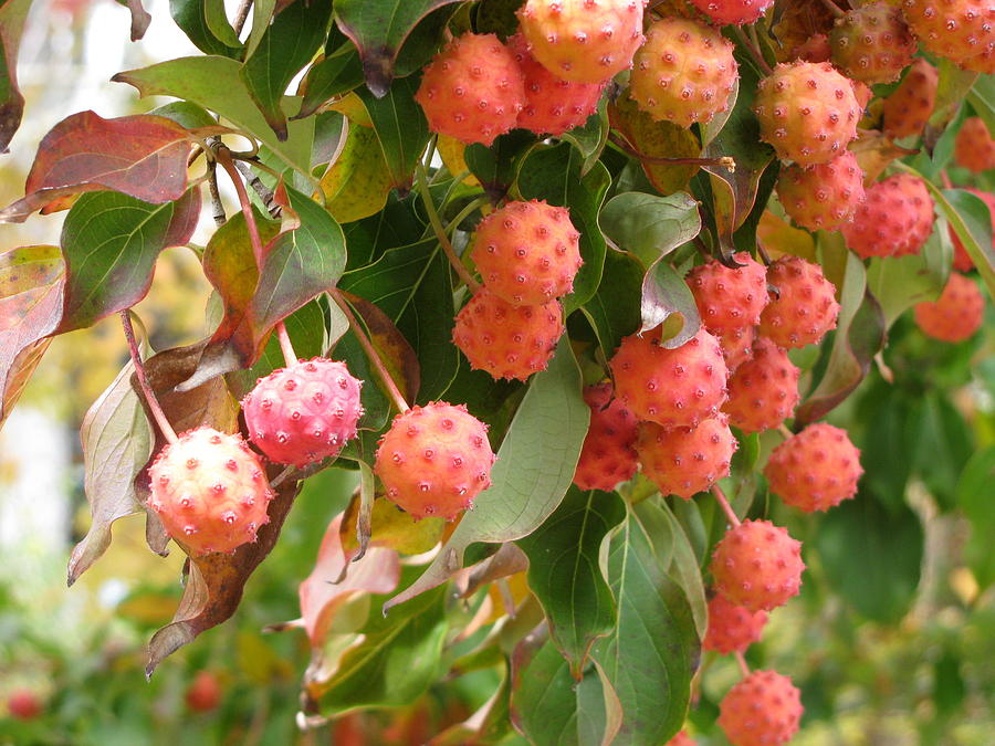 Fall Berries Photograph by Miriam Hancock - Fine Art America
