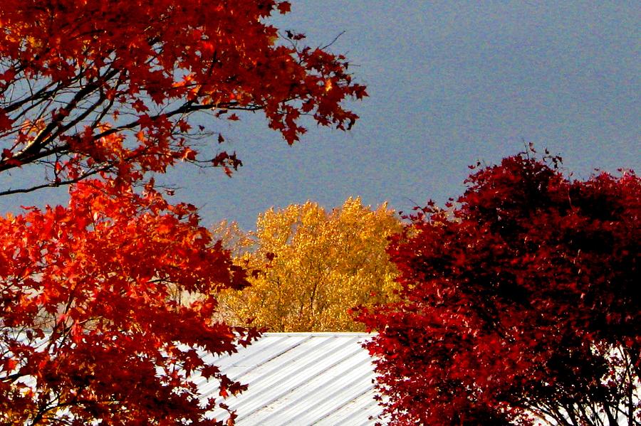 Fall Colors on White Roof Photograph by Barbara Jernigan - Fine Art America