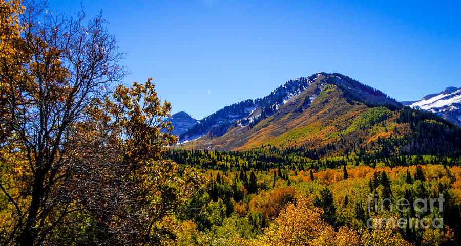 Fall colours from Alpine Loop Photograph by Charlene Gauld - Fine Art ...