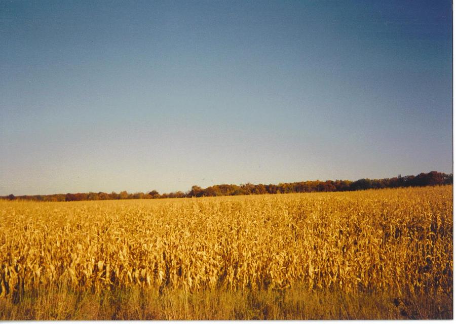 Fall corn field Photograph by Robert Floyd - Fine Art America