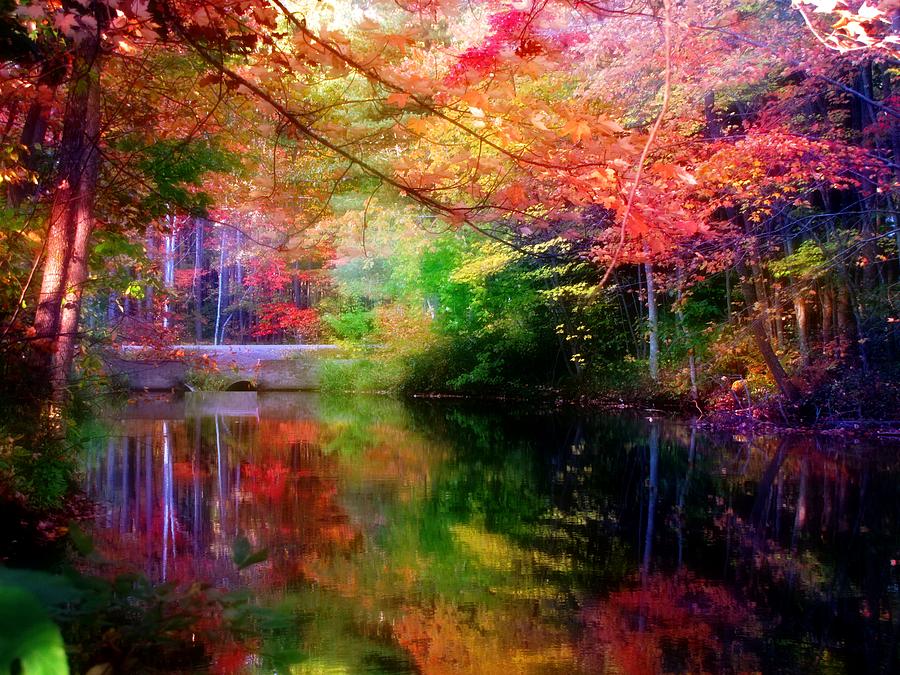 Fall Dream Photograph by Dawn Van Doorn - Fine Art America