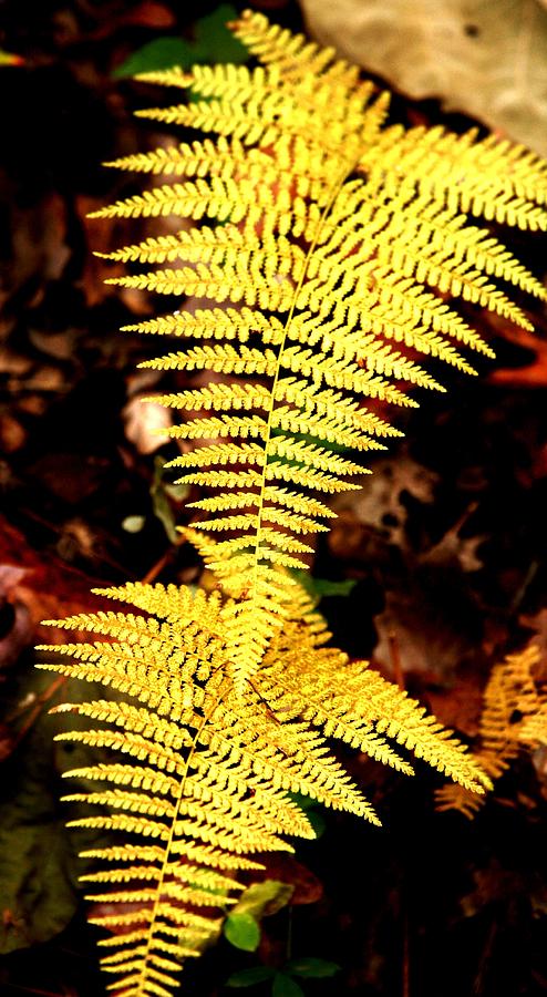 Fall Ferns Photograph by Lisa Vaccaro - Fine Art America