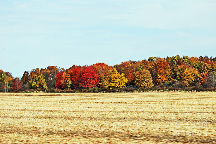Fall Field Photograph by Tim Hauser