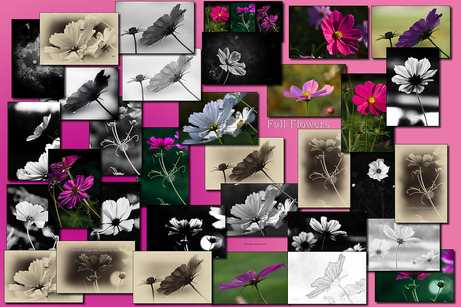 Fall Flowers Collage Pink Background Photograph by Thomas Woolworth ...