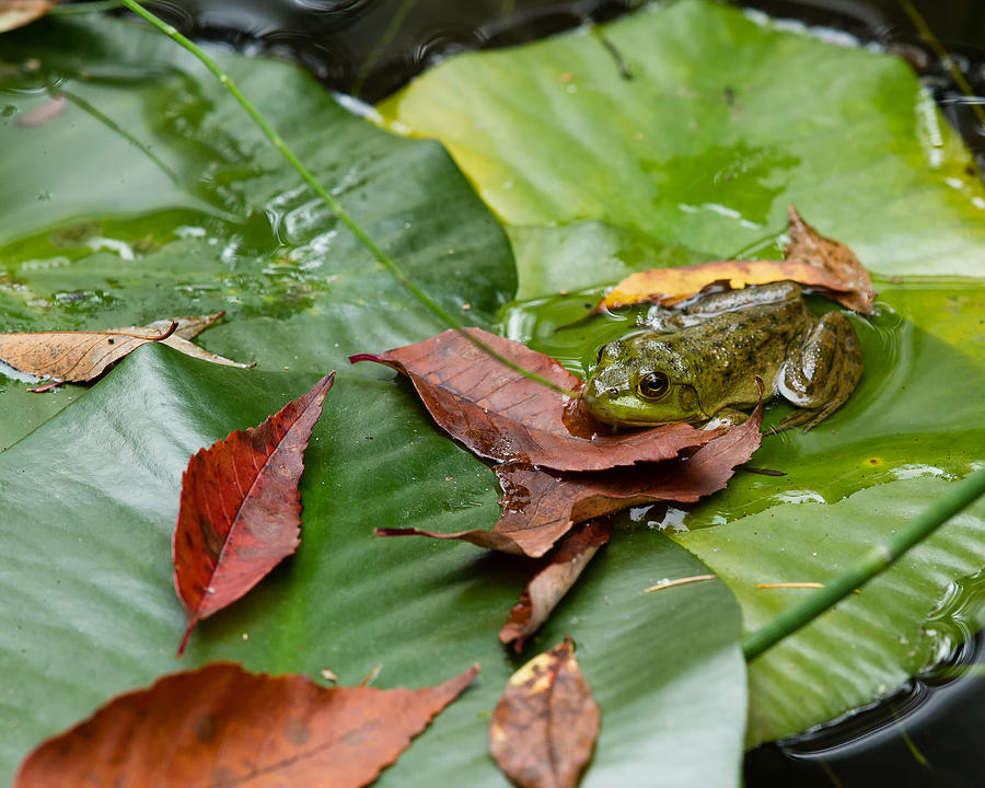 Fall Frog Photograph by Cindy Archbell - Fine Art America