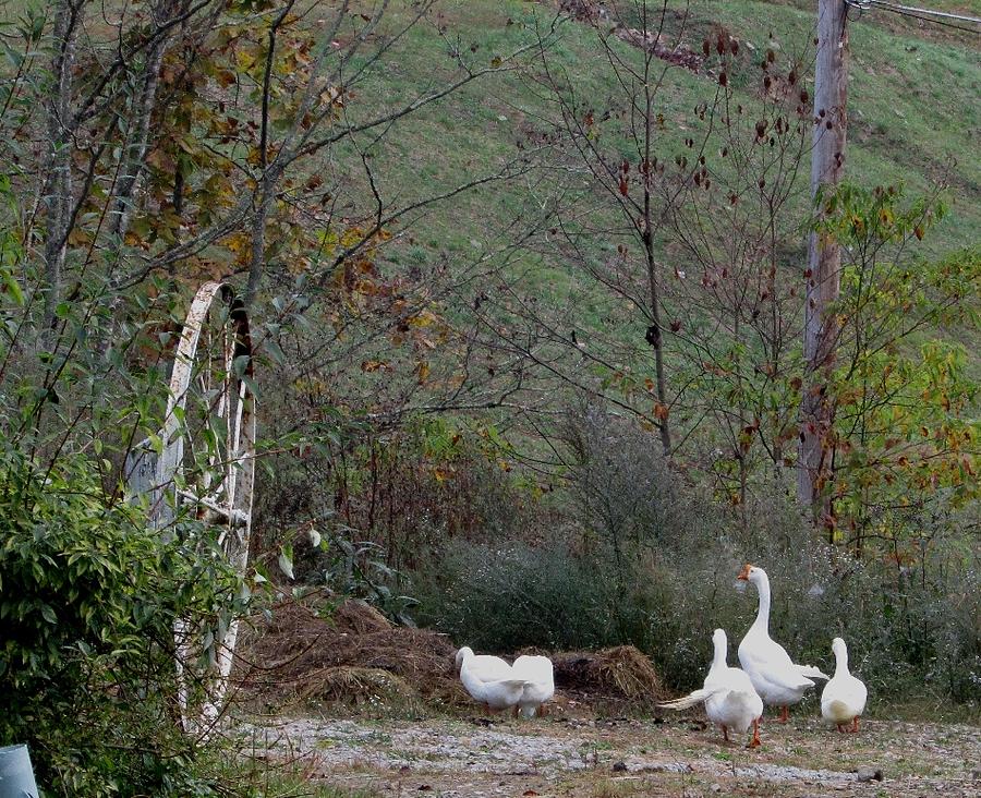 Fall geese Photograph by Carol Hoffman - Fine Art America