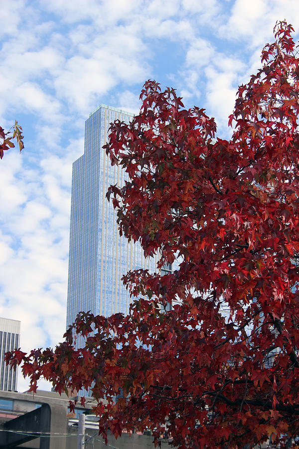 Fall in Seattle Photograph by Cathy Anderson - Fine Art America