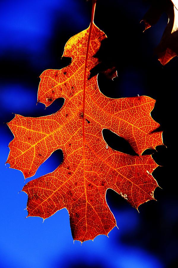 Fall Leaf closeup Photograph by Michael Courtney - Fine Art America