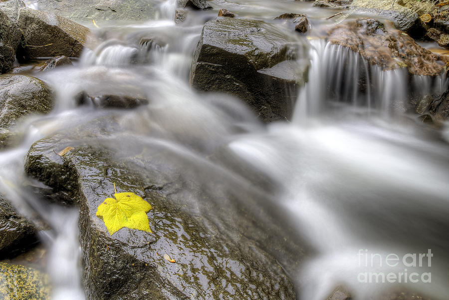 Fall Leaf in Stream Photograph by Twenty Two North Photography | Fine ...