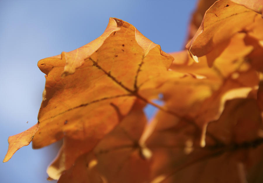 Fall Leaf Photograph by Steve Schwarz - Fine Art America