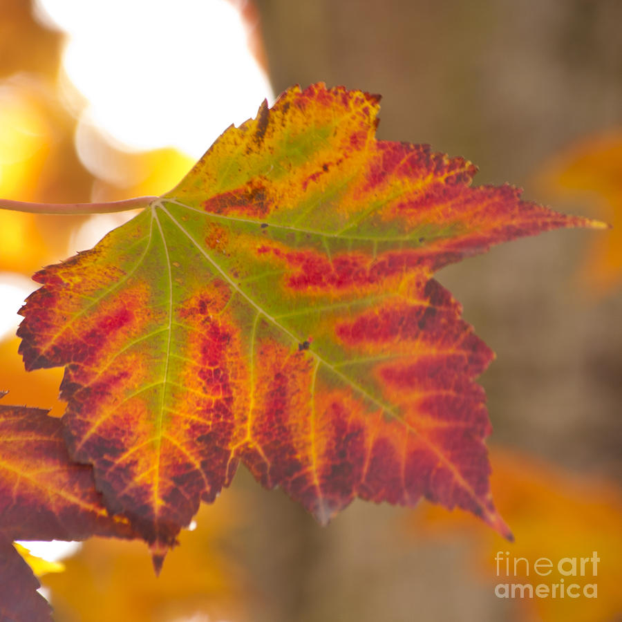 Fall Maple Leaf Photograph by Mandy Judson - Fine Art America