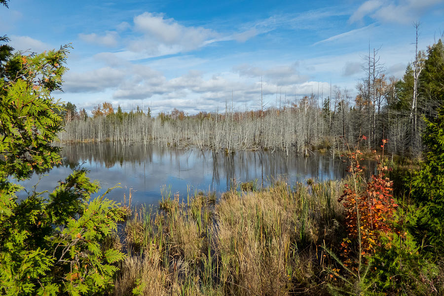 Fall Marsh Photograph by Richard Kitchen - Fine Art America
