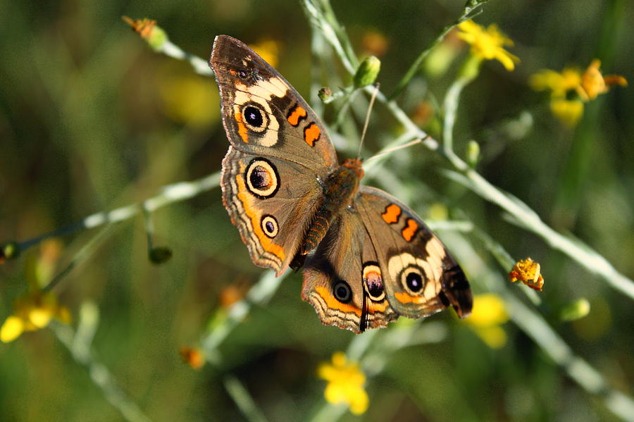 'Fall Moth Photograph by Pat Williams - Fine Art America