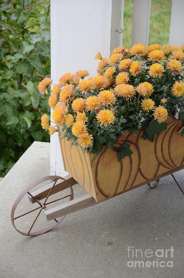 Fall Mum Wagon Photograph by Birgit Tyrrell | Fine Art America